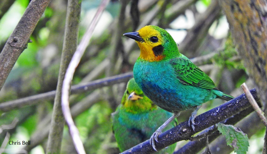 Colombia: A Birder's Paradise Uncover Colombia