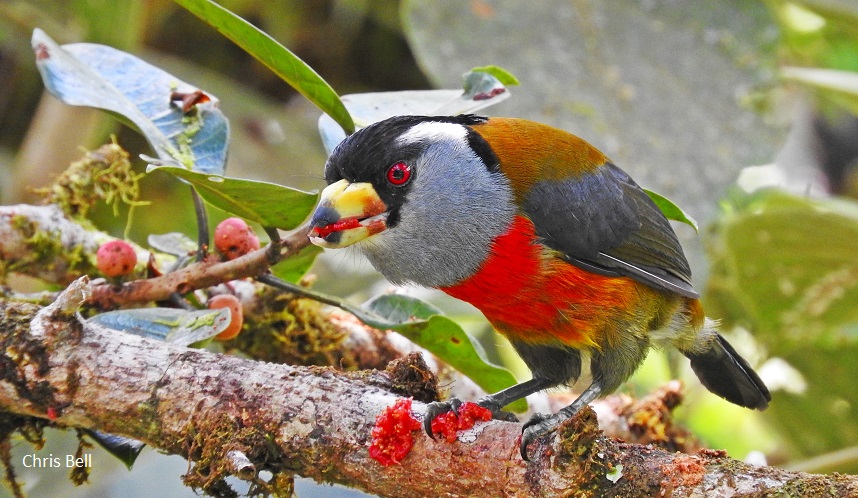 Colombia: A Birder's Paradise Uncover Colombia